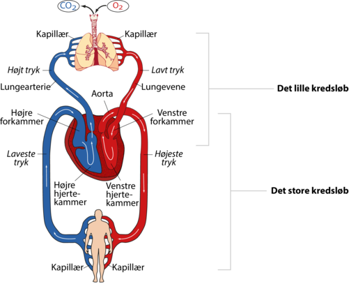 ABCDE-princippet : Redderklar